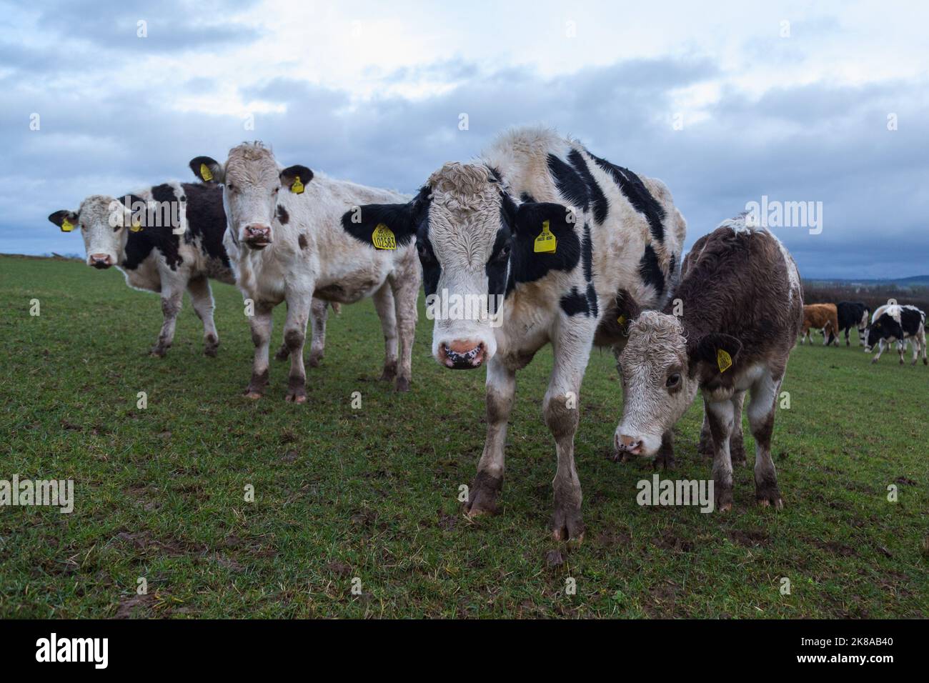 Curious but friendly dairy bullocks Stock Photo - Alamy