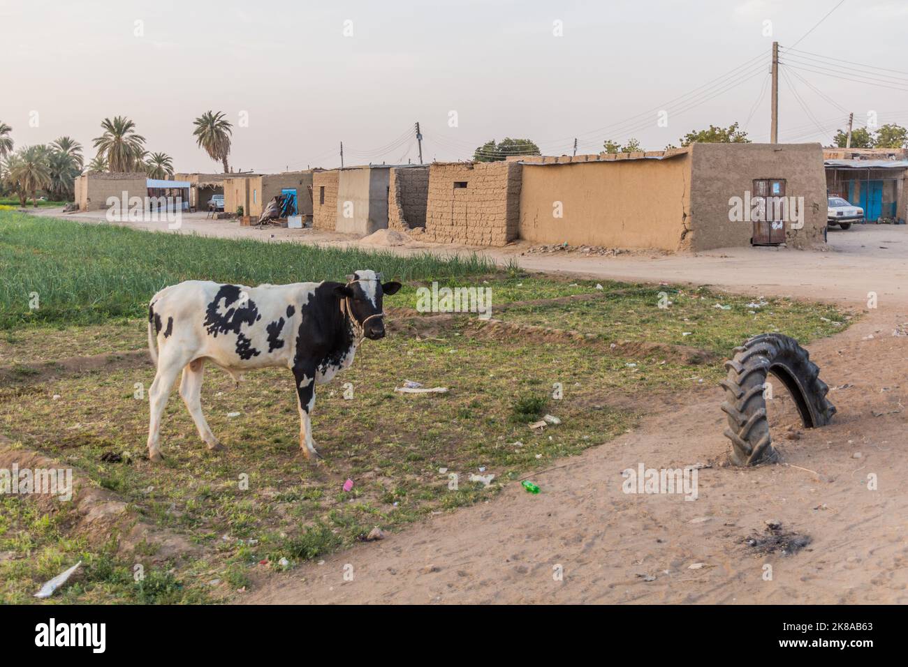 Africa sudan cow in desert hi-res stock photography and images - Alamy