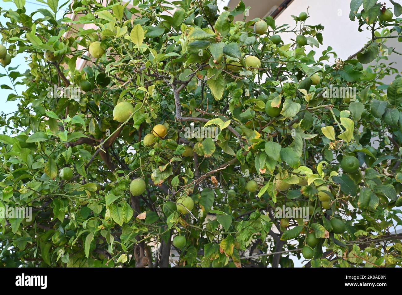 Lemon tree crown with lemon fruits Stock Photo - Alamy