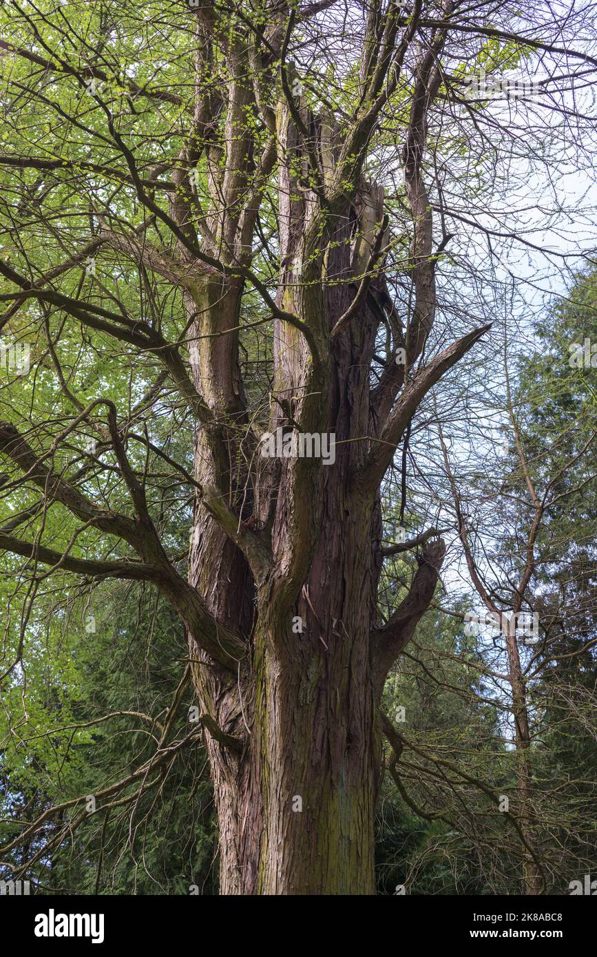 Trunk of old treeTaxodium distichum (cupressus disticha L)that grows in ...