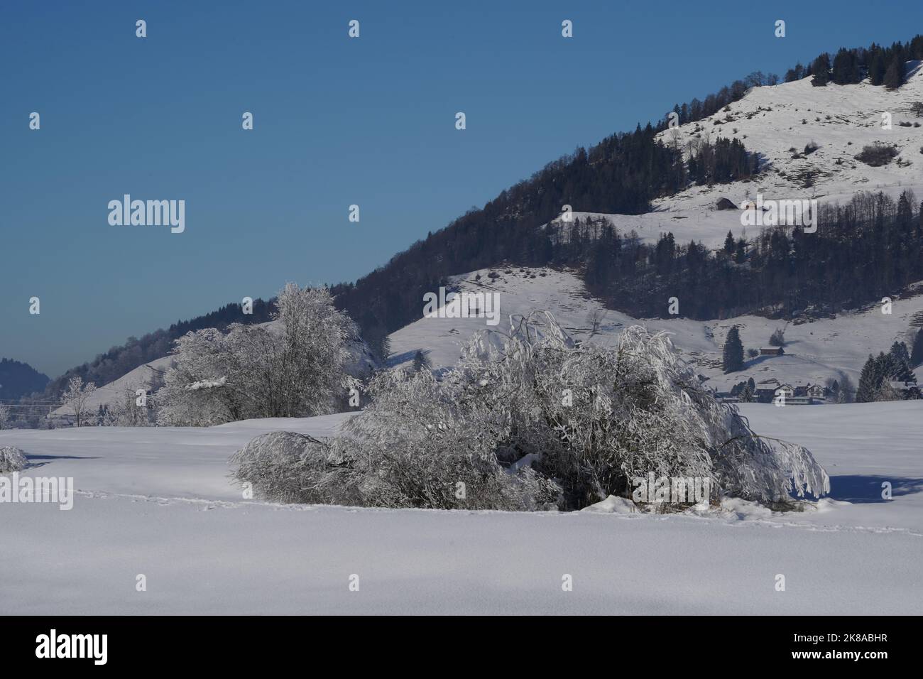 Steep hills of alps and bush trees covered with thick layer of ice and ...