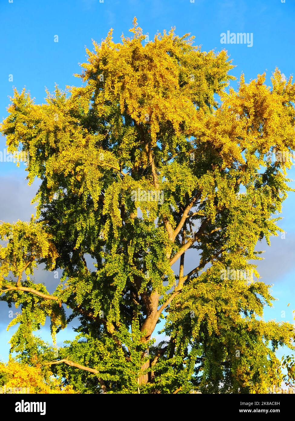 Big Ginkgo biloba tree in autumn colors Stock Photo - Alamy