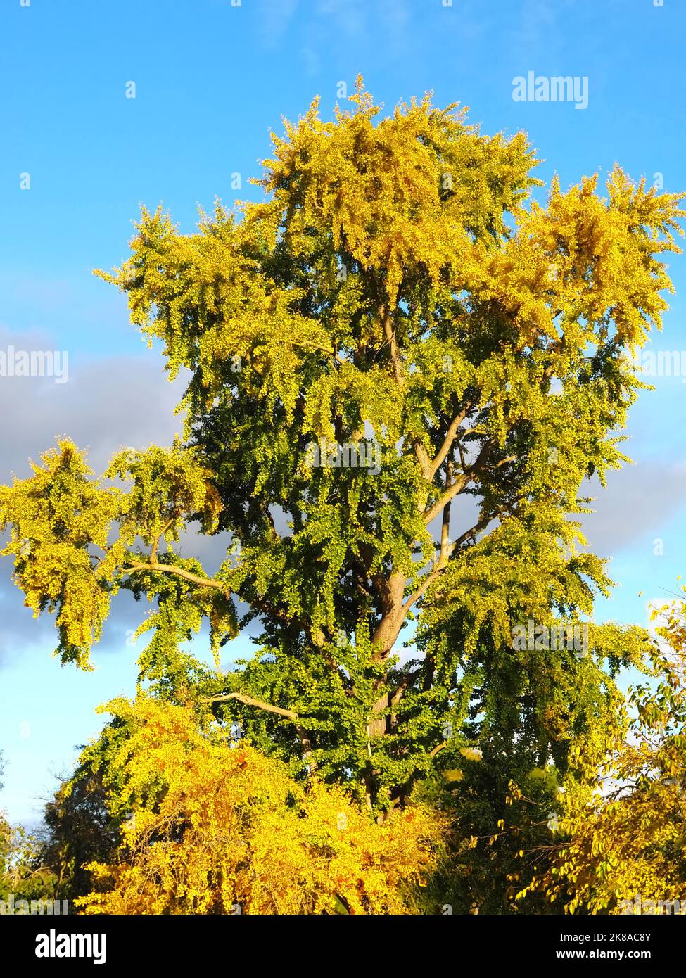 Big Ginkgo biloba tree in autumn colors Stock Photo - Alamy