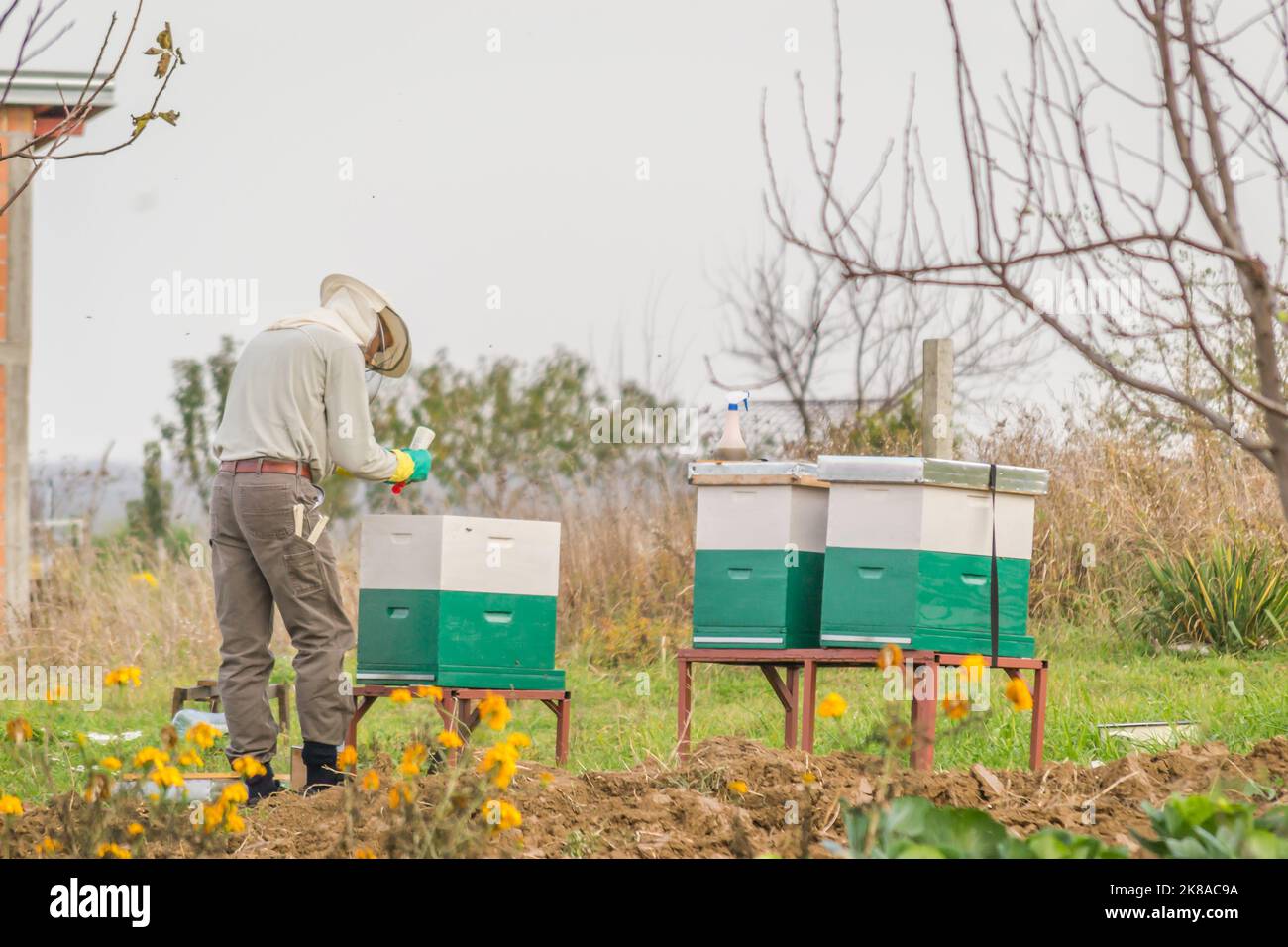 A man looking at a beehive in a meadow. A man looking at a beehive in a ...