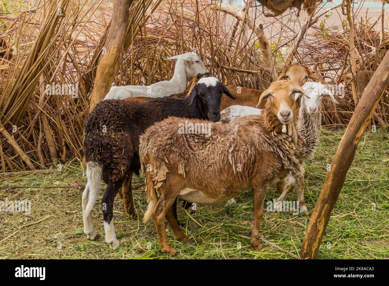 Sheep enclosure in a Nubian village on a sandy island in the river Nile ...