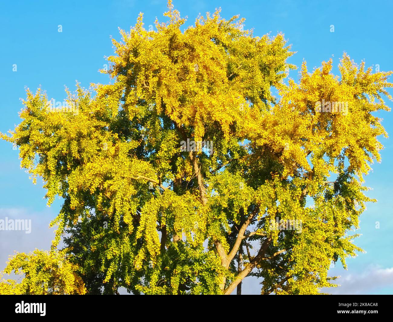 Big Ginkgo biloba tree in autumn colors Stock Photo - Alamy