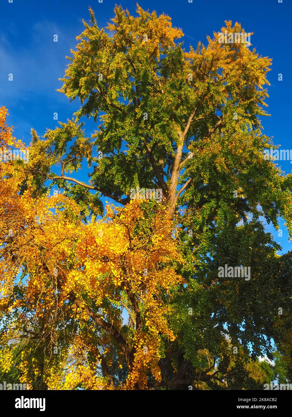 Ginkgo biloba leaves and nuts hi-res stock photography and images - Alamy