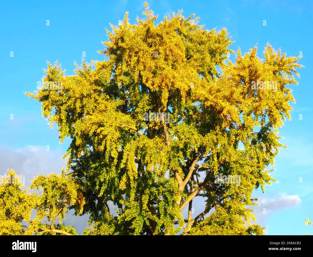 Big Ginkgo biloba tree in autumn colors Stock Photo - Alamy