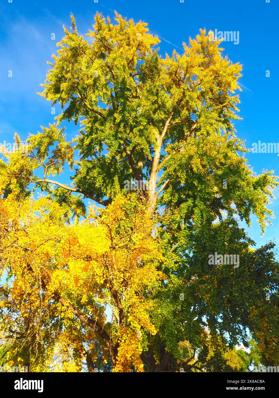 Big Ginkgo biloba tree in autumn colors Stock Photo - Alamy