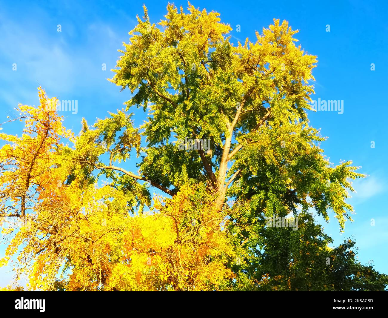 Jurassic fan hi-res stock photography and images - Alamy