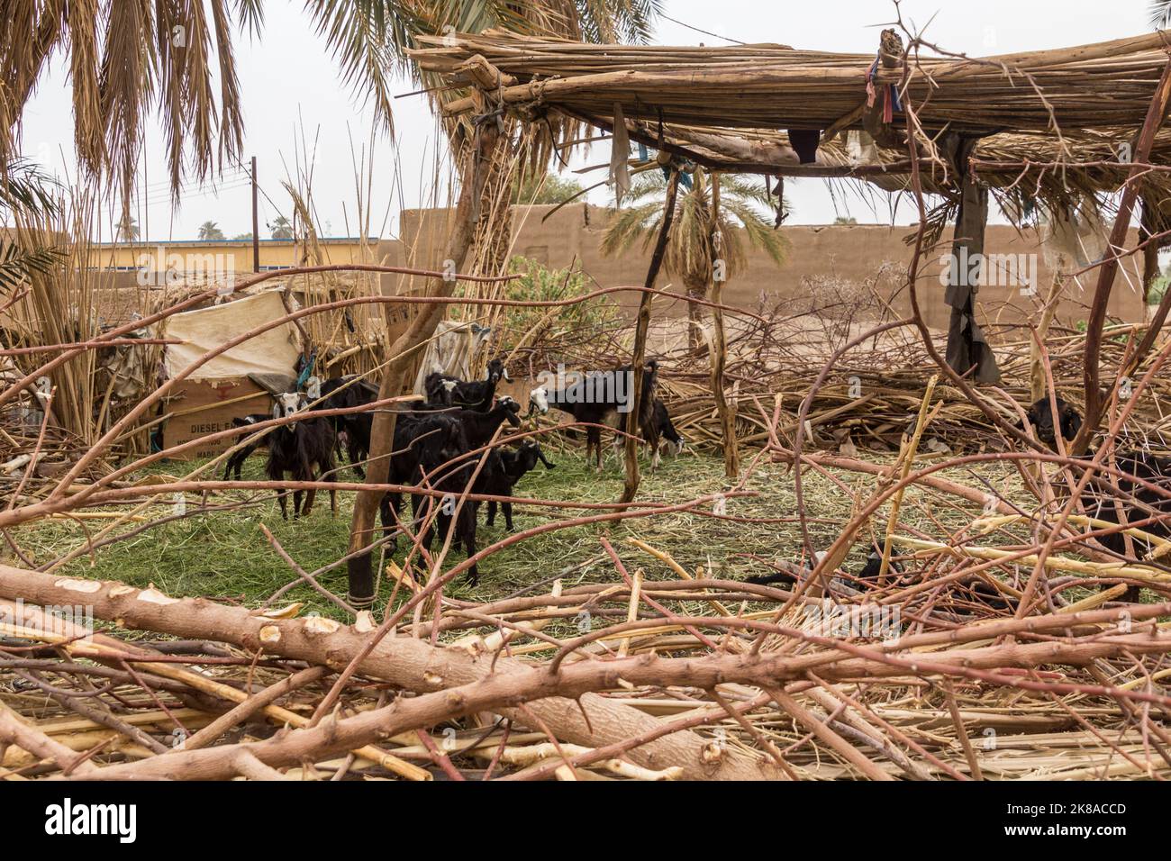 Sheep enclosure in a Nubian village on a sandy island in the river Nile ...