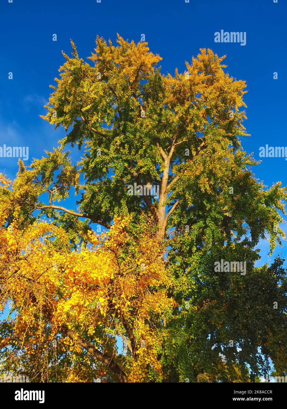 Ginkgo biloba leaves and nuts hi-res stock photography and images - Alamy