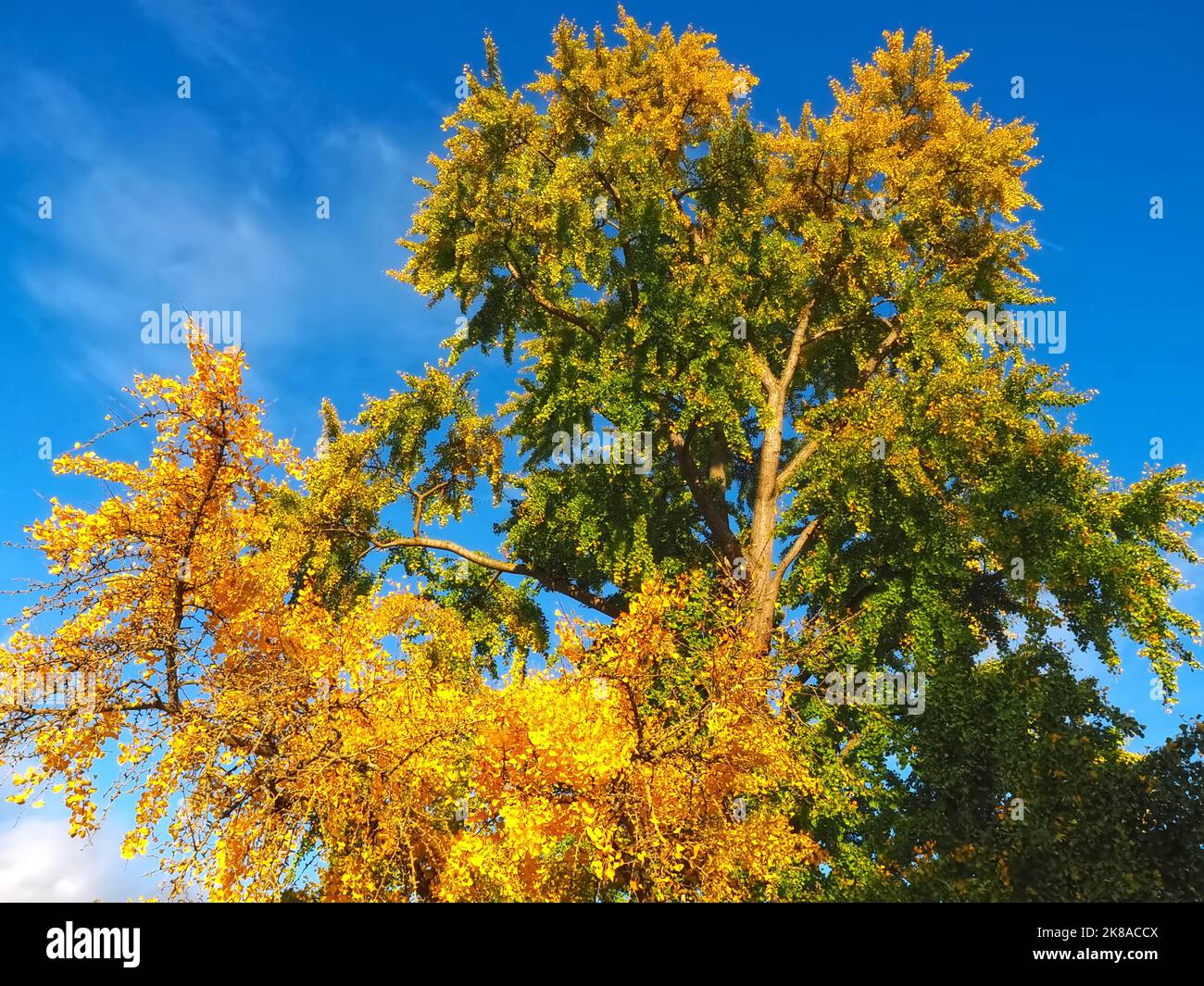 Big Ginkgo biloba tree in autumn colors Stock Photo - Alamy