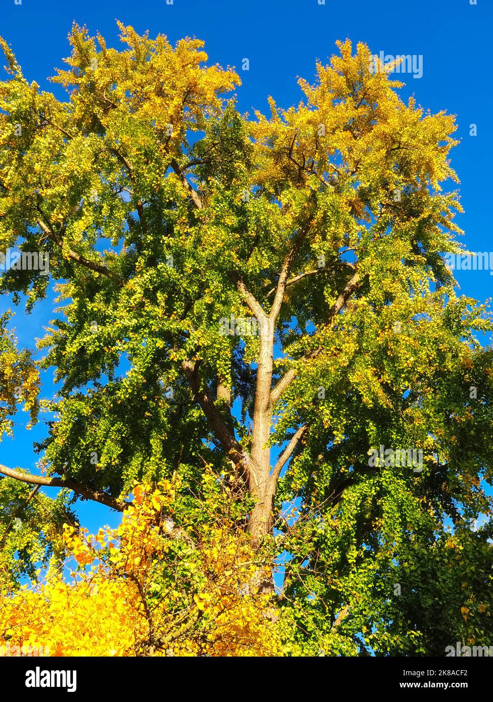 Big Ginkgo biloba tree in autumn colors Stock Photo - Alamy