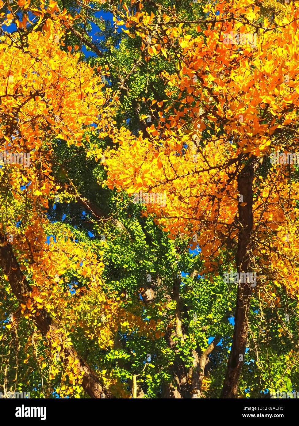 Dichotomous tree hi-res stock photography and images - Alamy