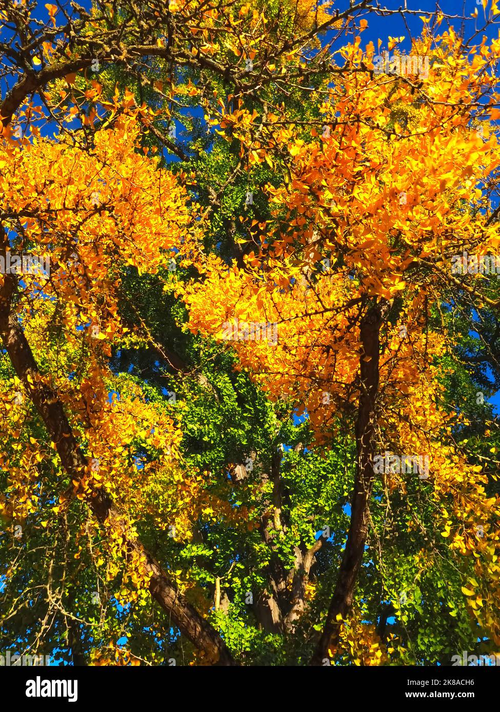 Big Ginkgo biloba tree in autumn colors Stock Photo - Alamy