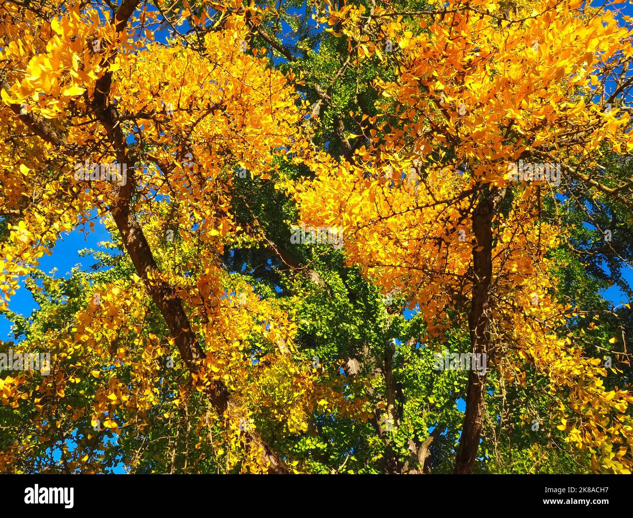 Big Ginkgo biloba tree in autumn colors Stock Photo - Alamy
