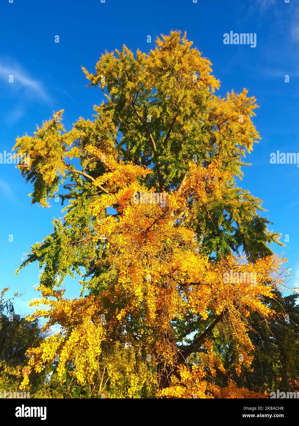 Big Ginkgo biloba tree in autumn colors Stock Photo - Alamy