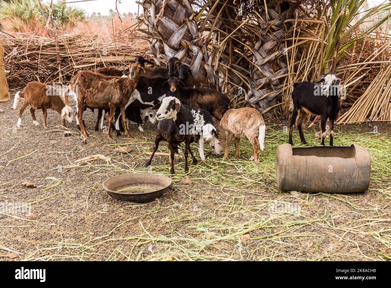 Sudan desert goats hi-res stock photography and images - Alamy