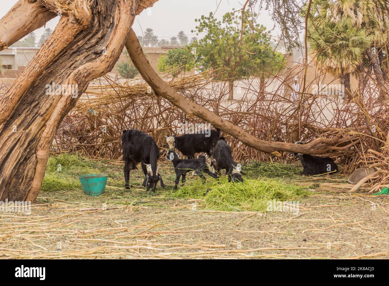 Sheep enclosure in a Nubian village on a sandy island in the river Nile ...