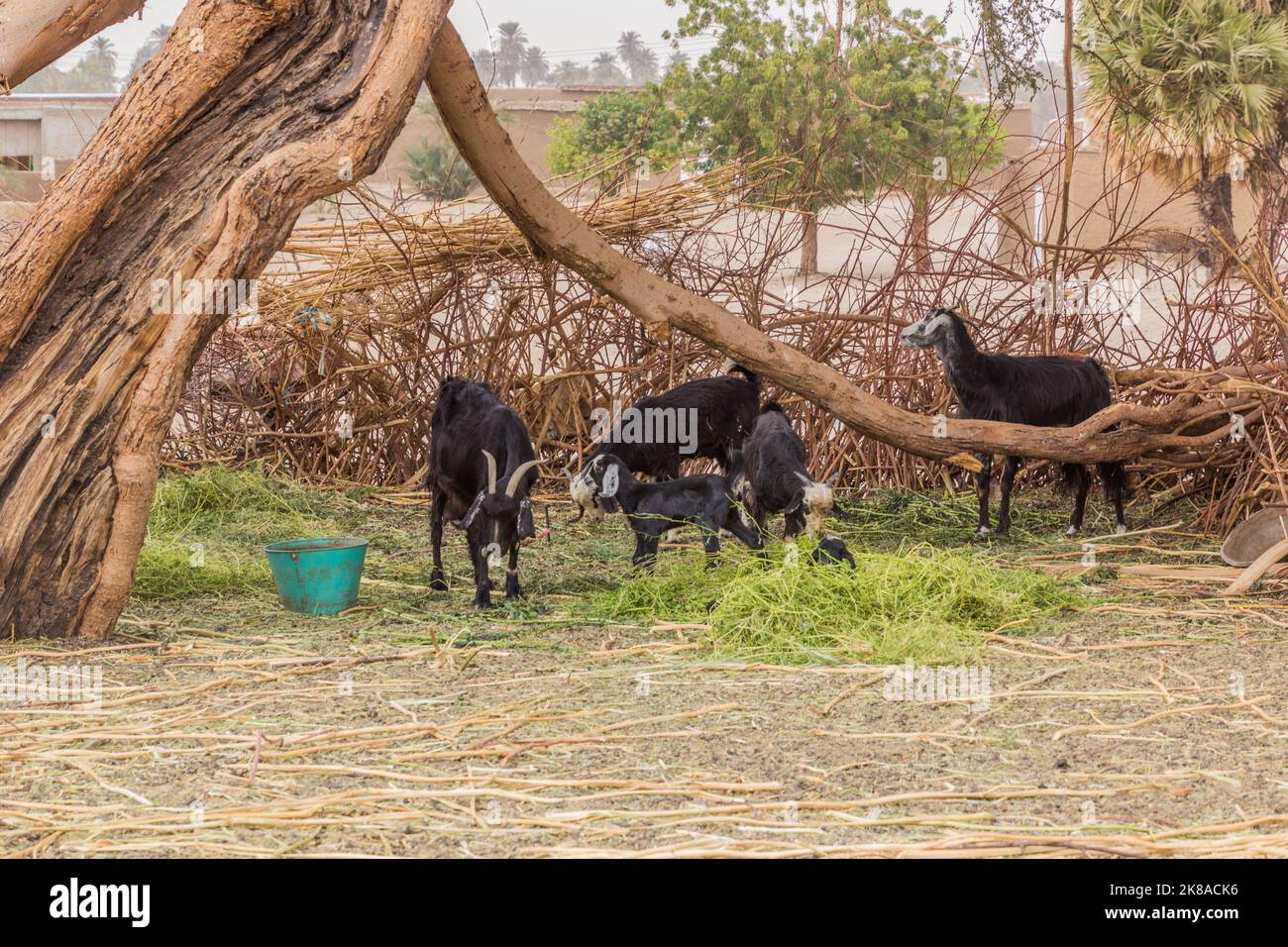 Sheep enclosure in a Nubian village on a sandy island in the river Nile ...