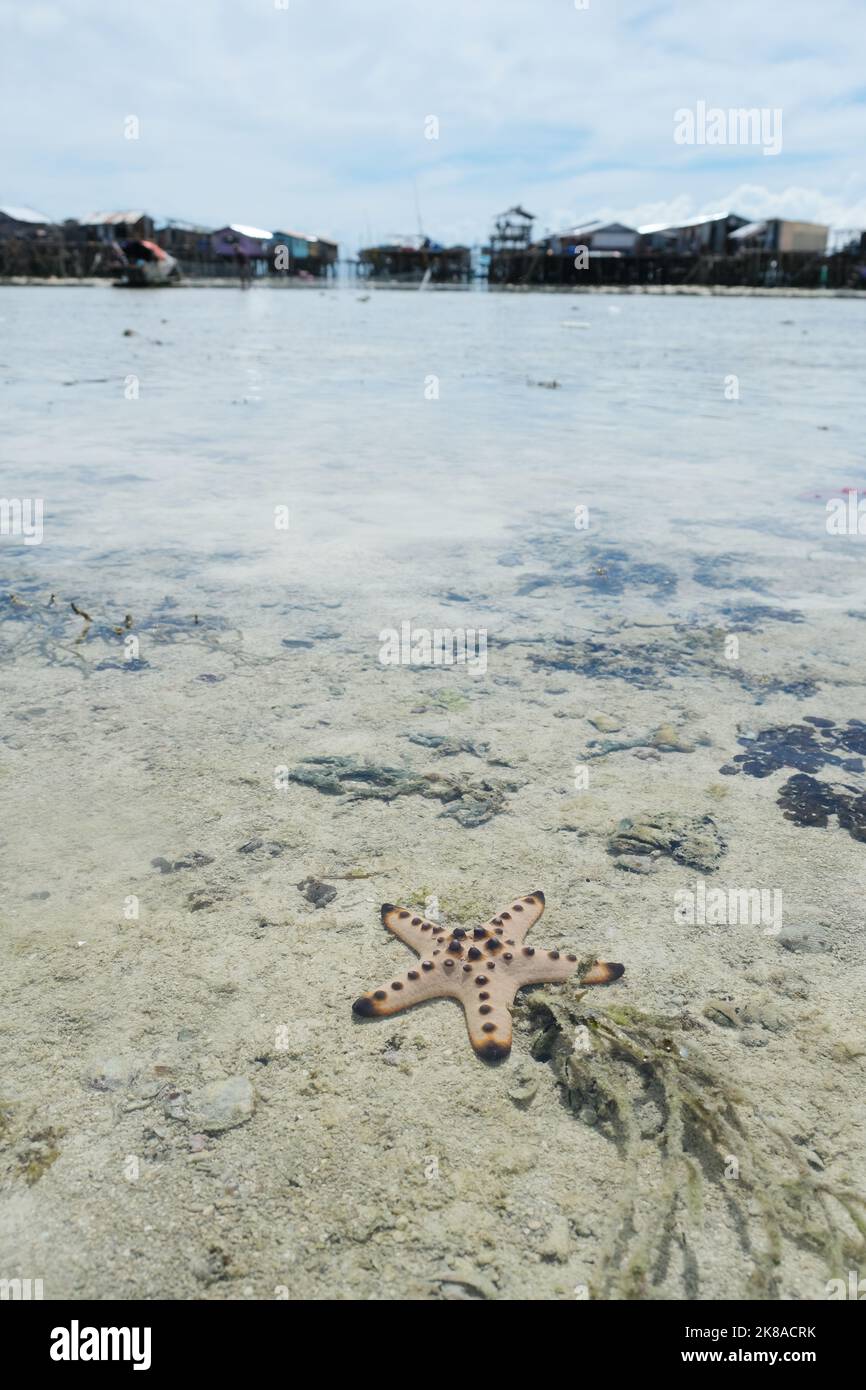 Chocolate chip sea star, Protoreaster nodosus, on sand, omadal ...