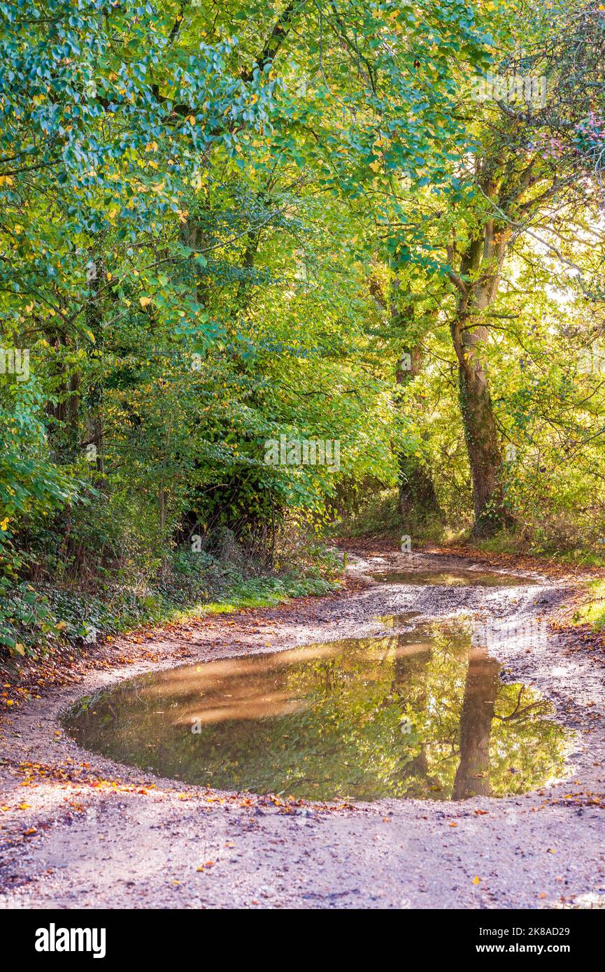 Country lane or bridleway with deep puddles and autumn sunshine shining ...