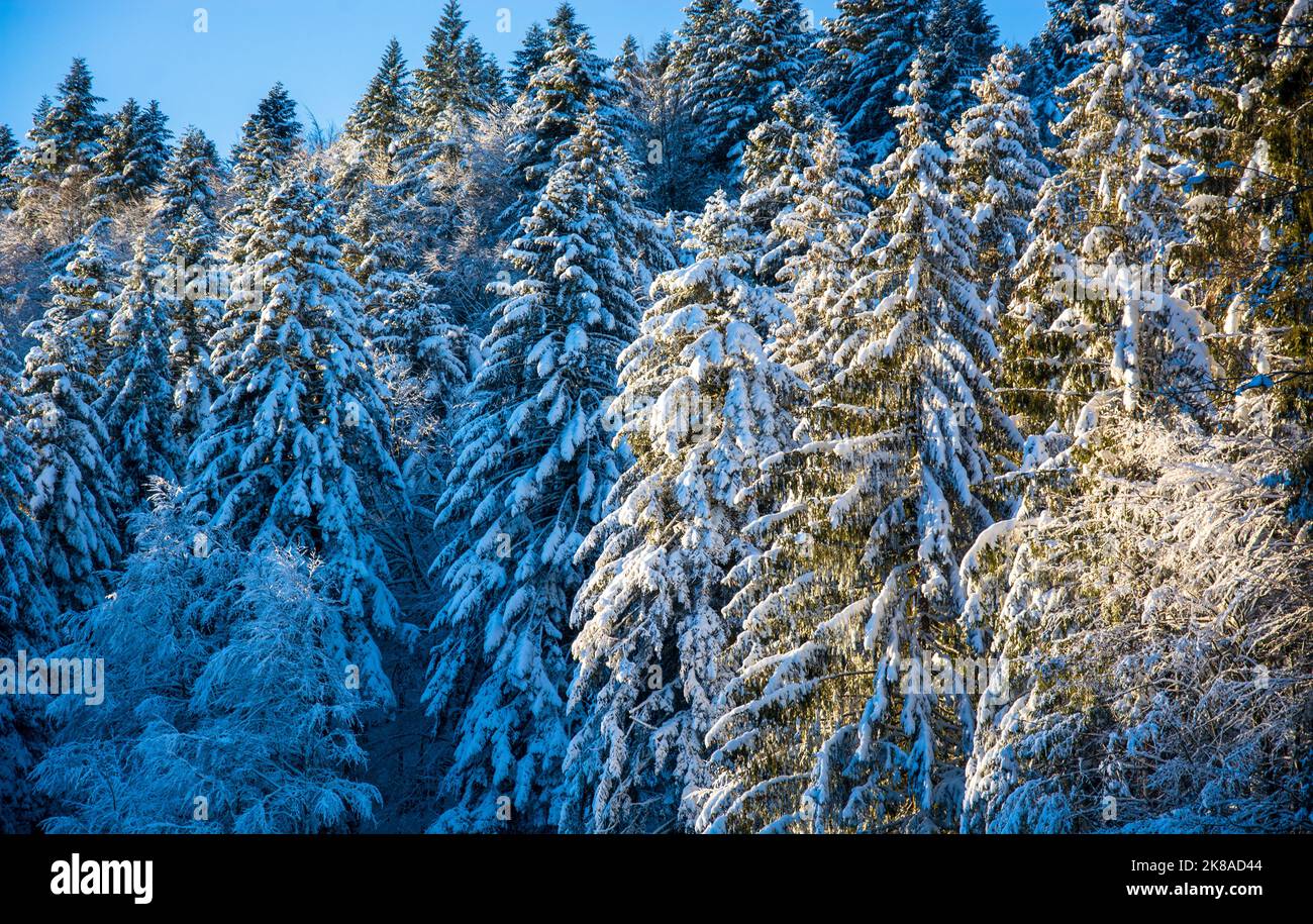 the forests on the cold, snow-covered mountains Stock Photo - Alamy