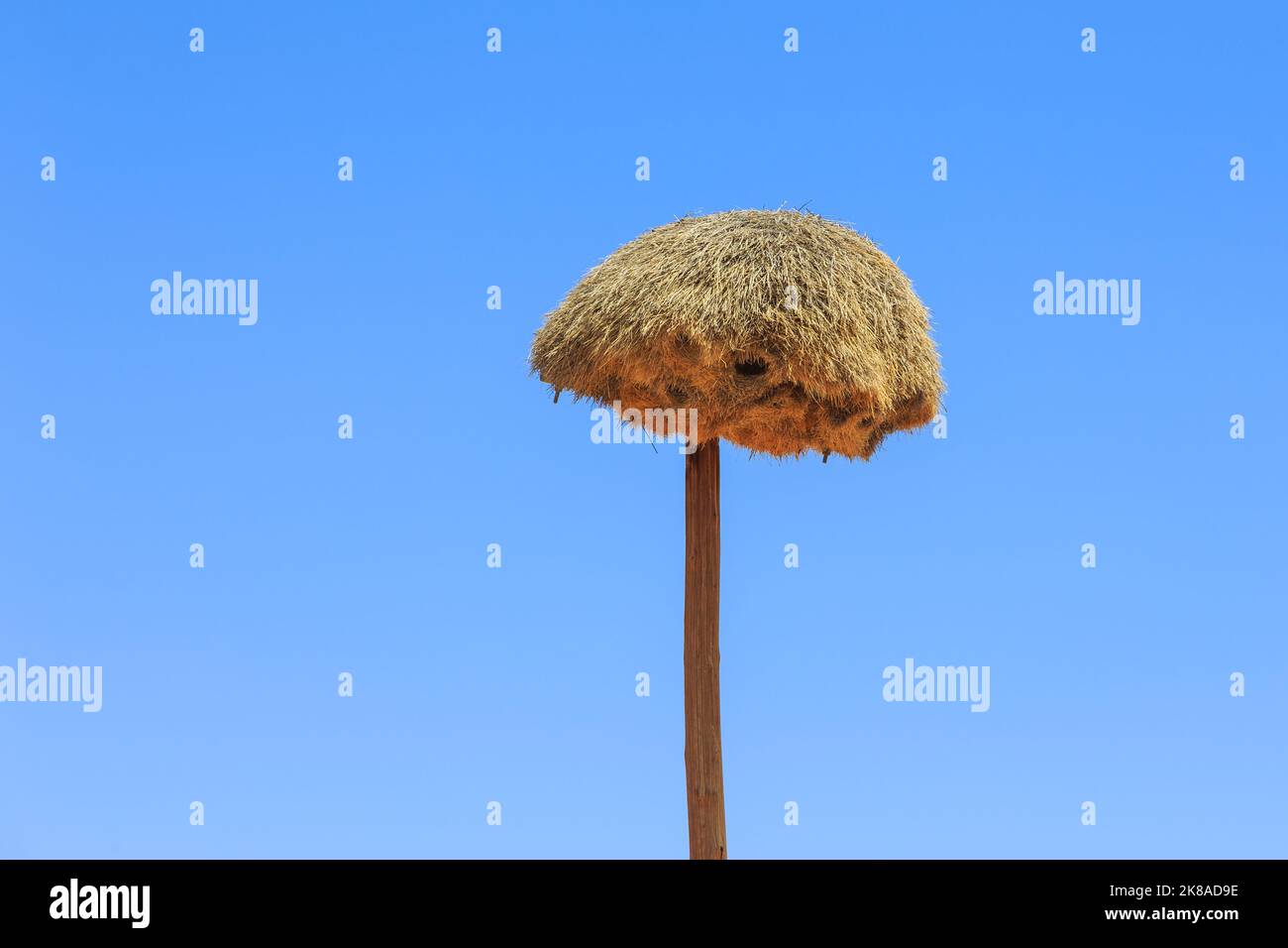 Communal nest of sociable weavers ,Philetairus socius, African ...