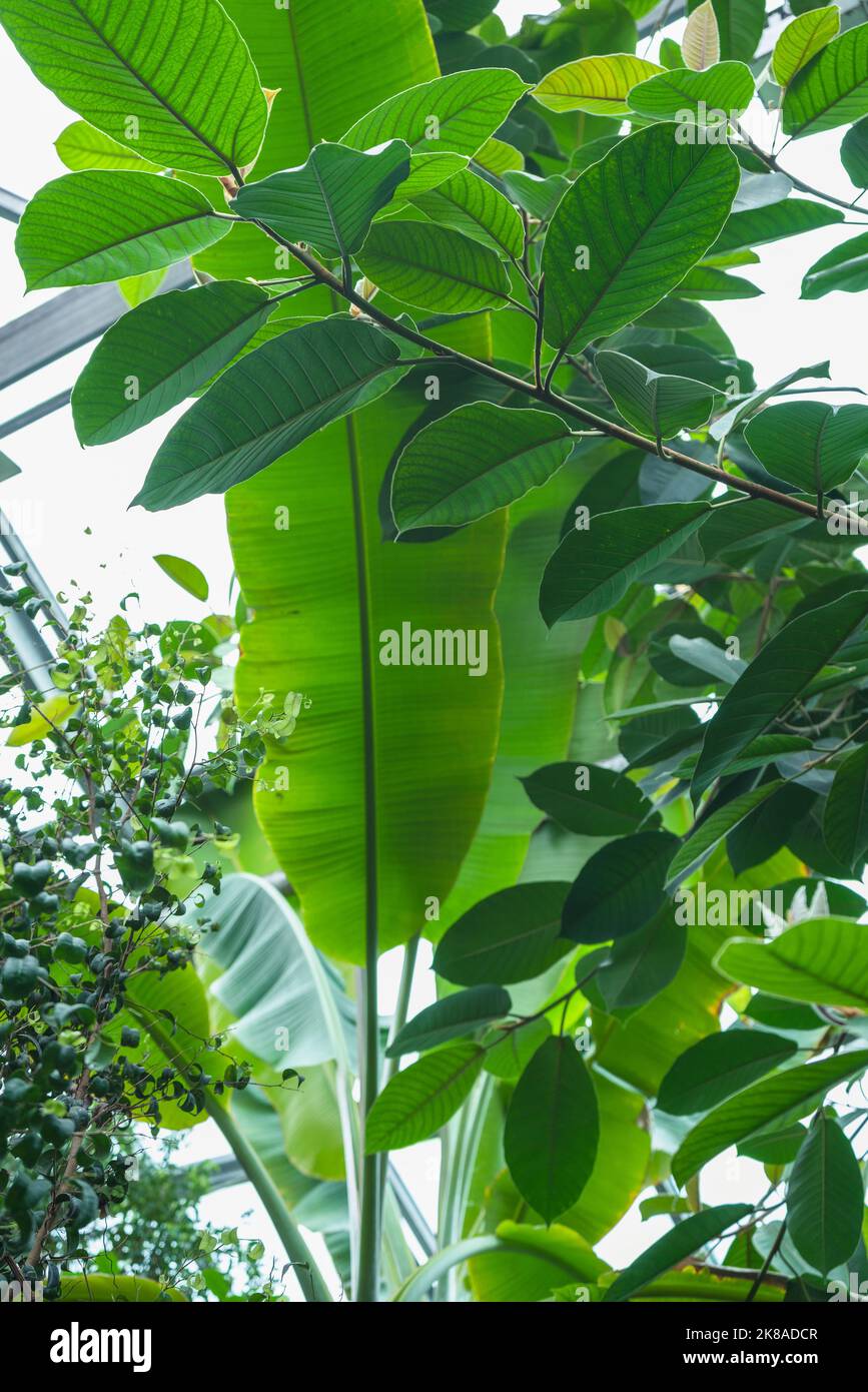 Banana tree inside greenhouse hi-res stock photography and images - Alamy