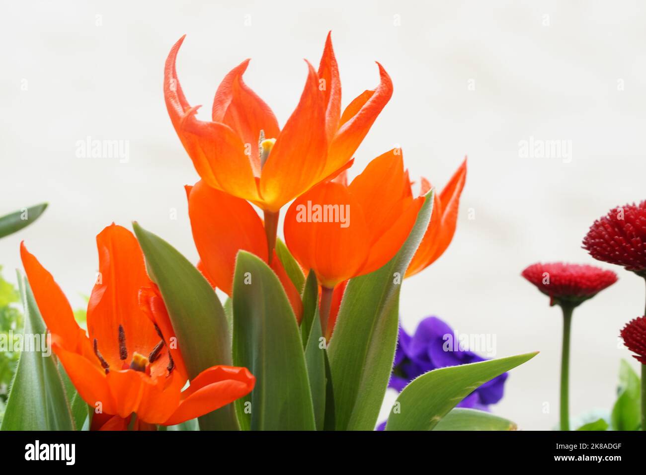 Tulpe hintergrund hi-res stock photography and images - Alamy