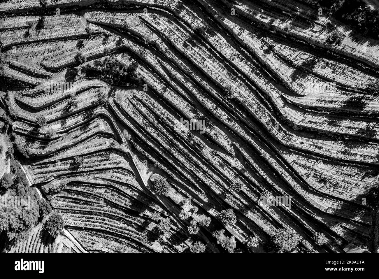 Vineyard aerial Black and White Stock Photos & Images - Alamy