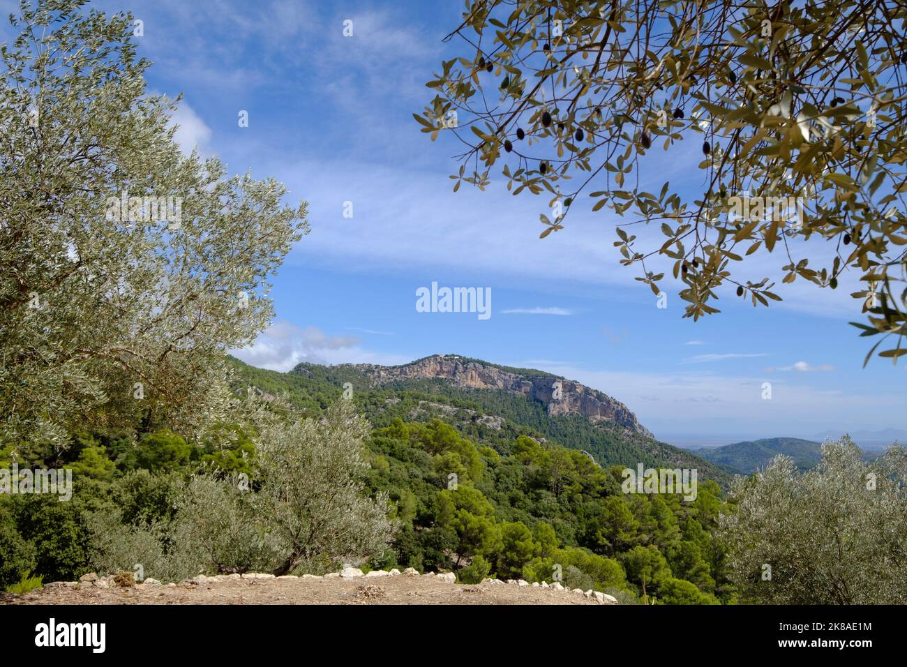 Sa Galera olive grove with Alaro castle in the background, Alaro, walk ...