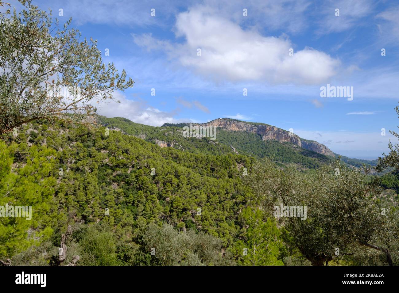 Sa Galera olive grove with Alaro castle in the background, Alaro, walk ...