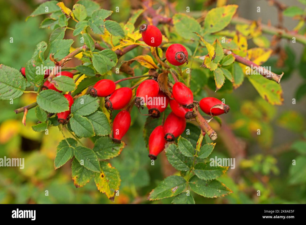 Gartenmannchen hi-res stock photography and images - Alamy