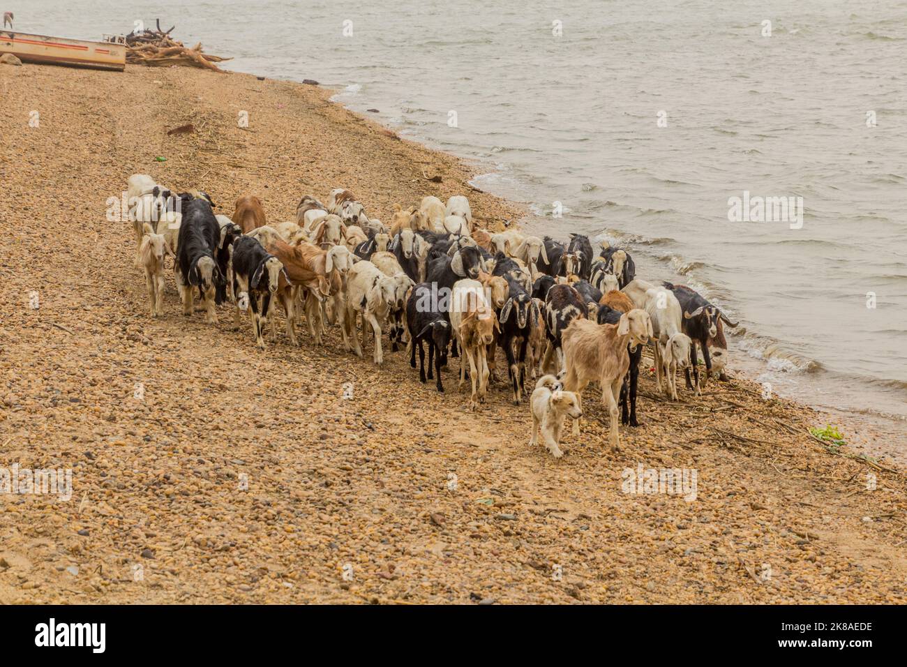Sudan desert goats hi-res stock photography and images - Alamy