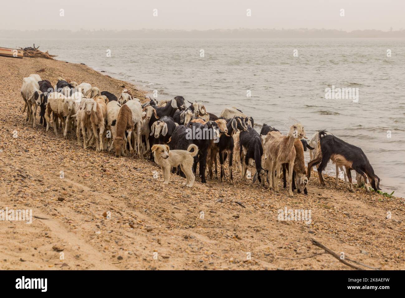 Sudan desert goats hi-res stock photography and images - Alamy