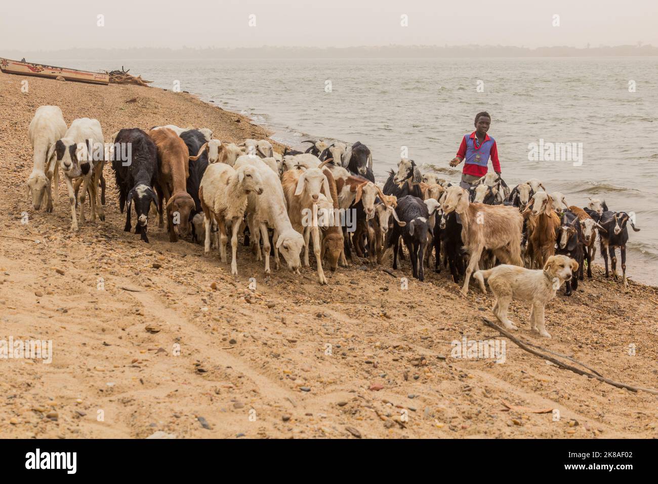 ABRI, SUDAN - FEBRUARY 26, 2019: Herd of goats and sheep at the river ...