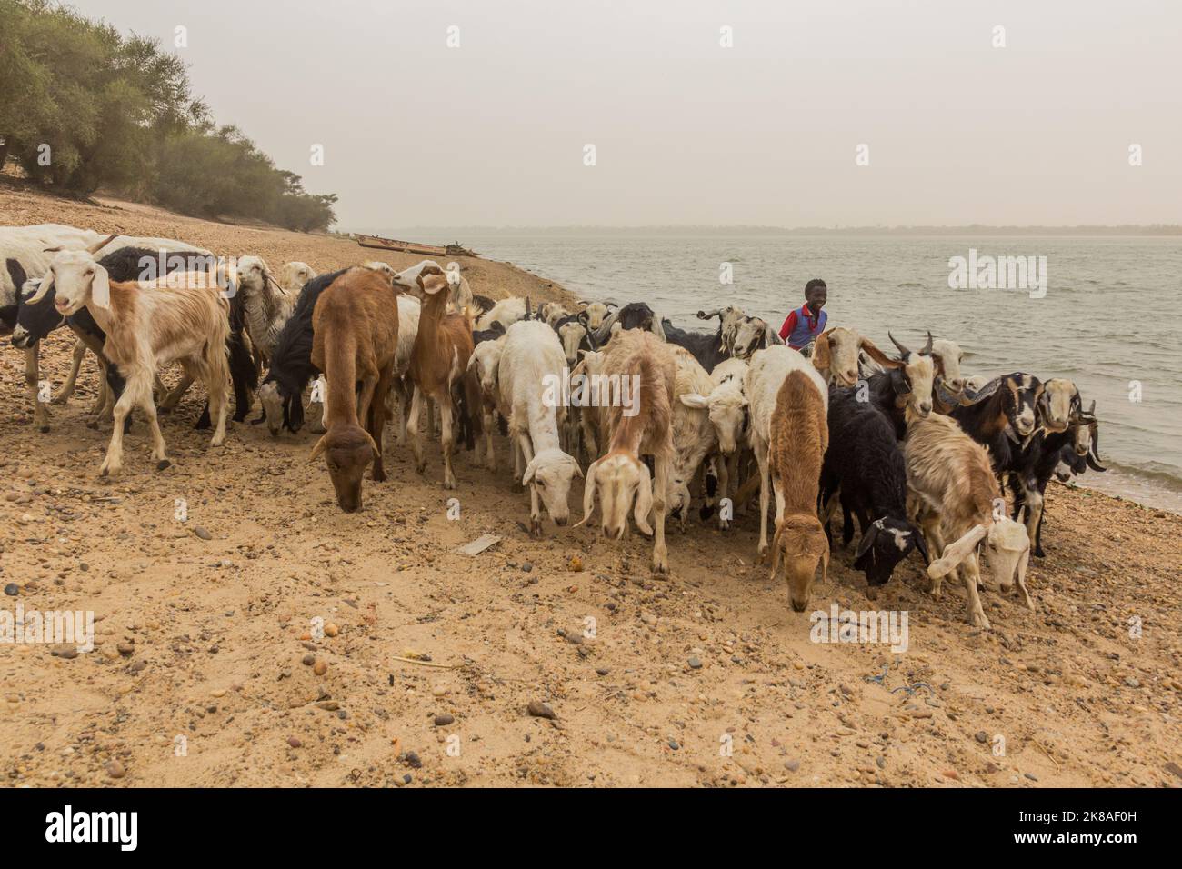 ABRI, SUDAN - FEBRUARY 26, 2019: Herd of goats and sheep at the river ...