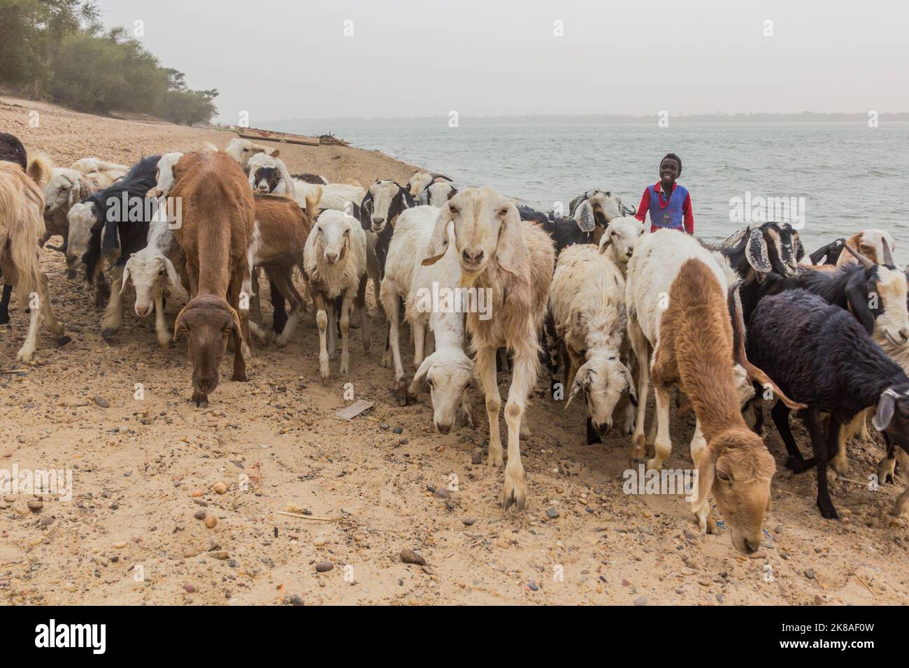 ABRI, SUDAN - FEBRUARY 26, 2019: Herd of goats and sheep at the river ...