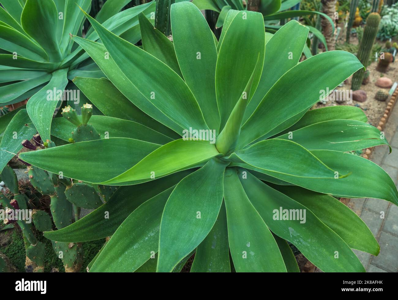 view from above on growing Agave attenuata plant Stock Photo - Alamy