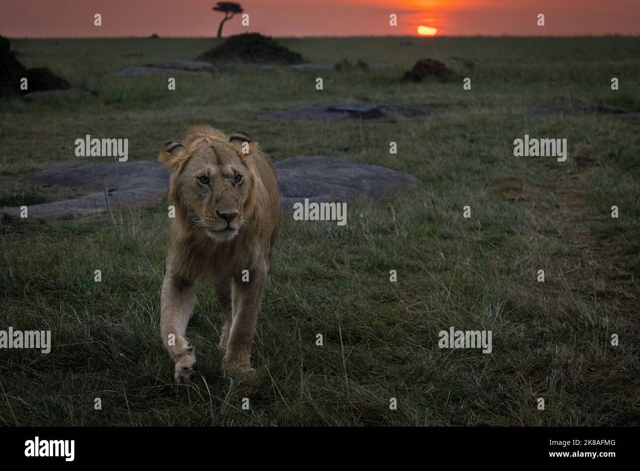African sunset with Lions Stock Photo - Alamy