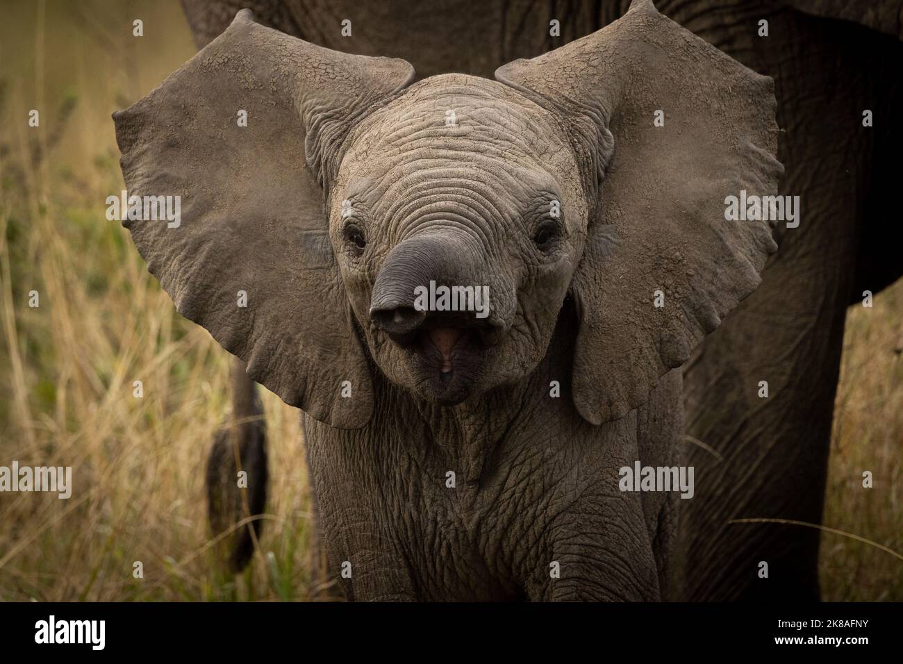 African elephant calf in Masai Mara close up Stock Photo - Alamy