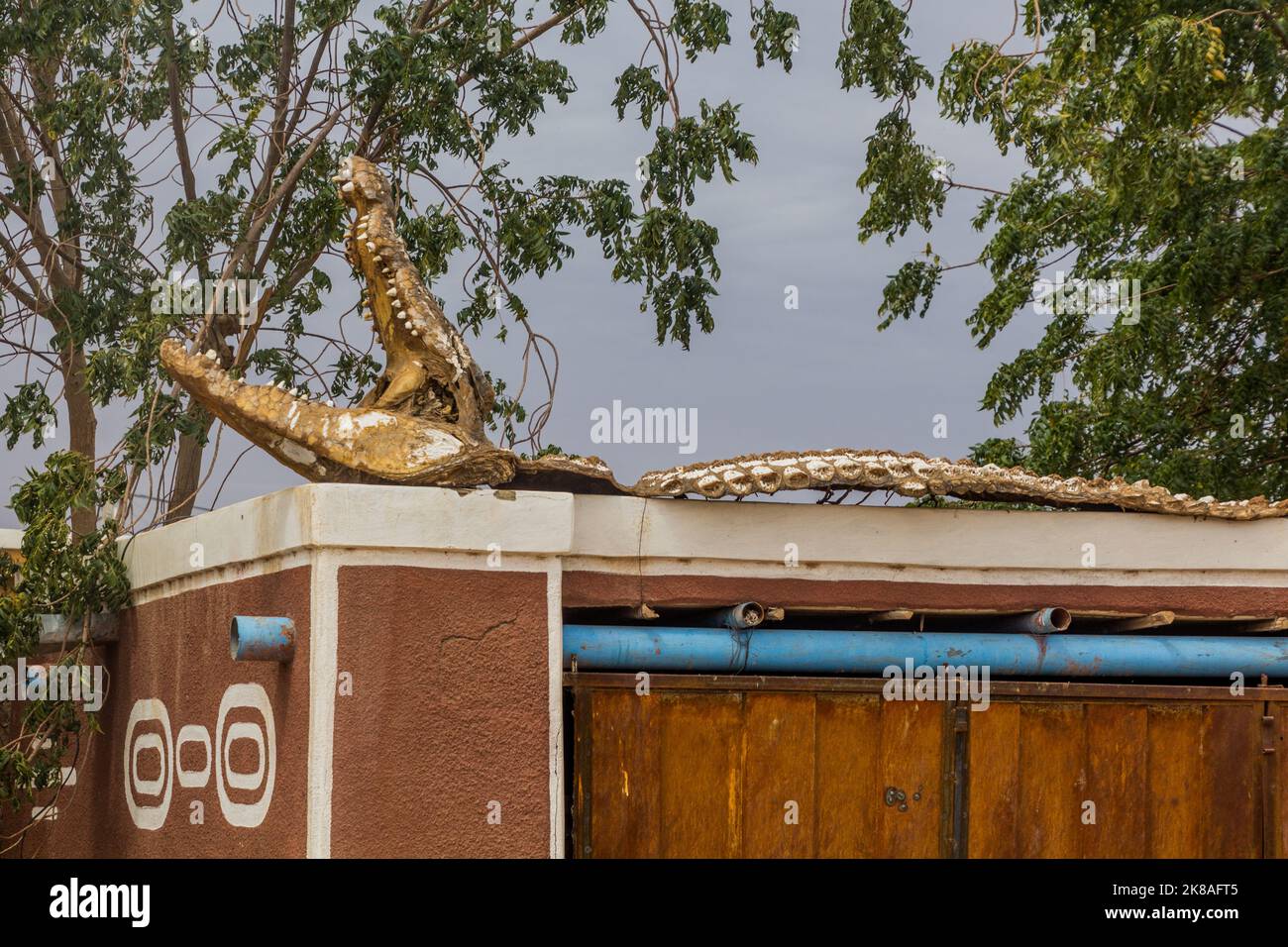 Crocodile anatomy hi-res stock photography and images - Alamy
