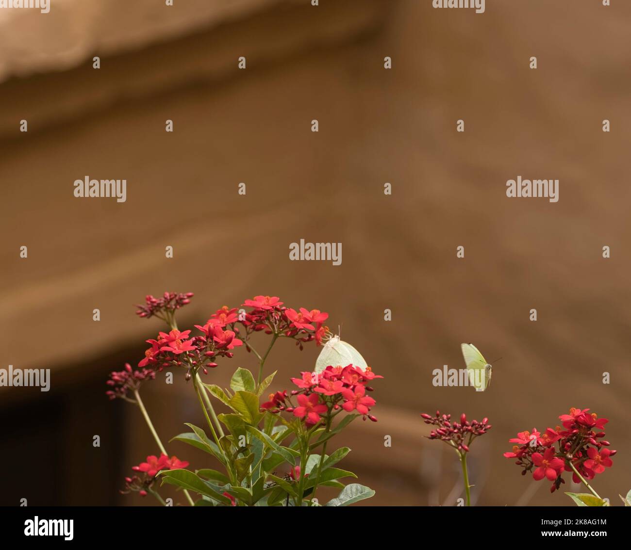 Butterflies at their natural habitat hi-res stock photography and images - Alamy