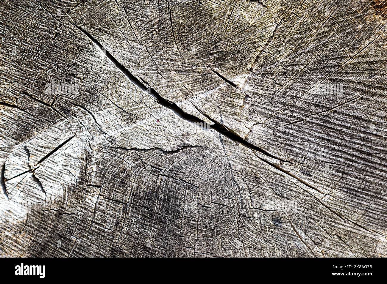 A full frame photograph of a cut tree trunk showing the grain Stock ...