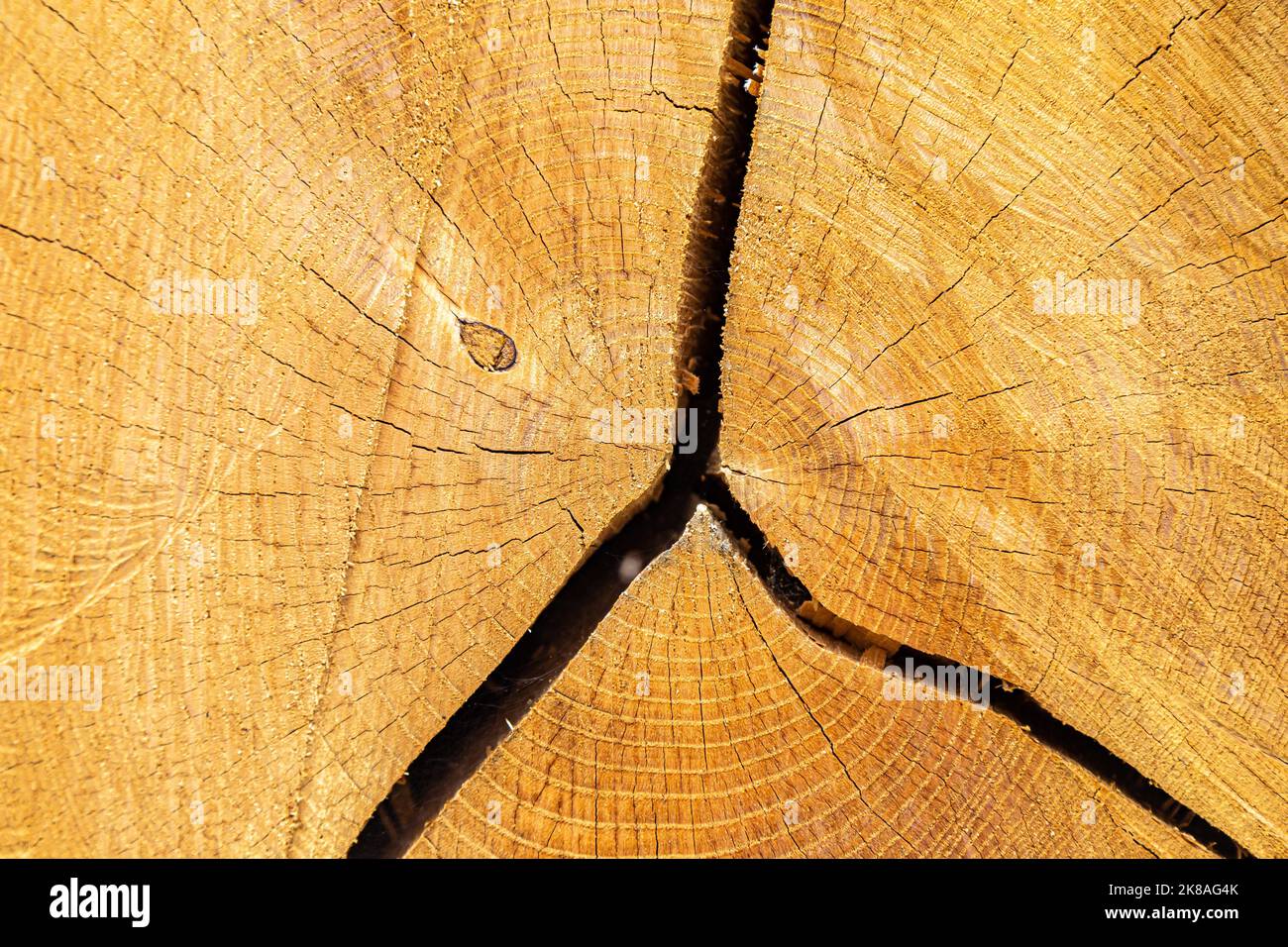 A full frame photograph of a cut tree trunk showing the grain Stock ...