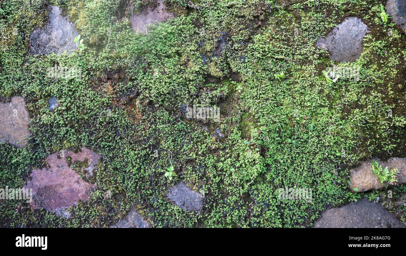 mossy stone wall as a background Stock Photo - Alamy