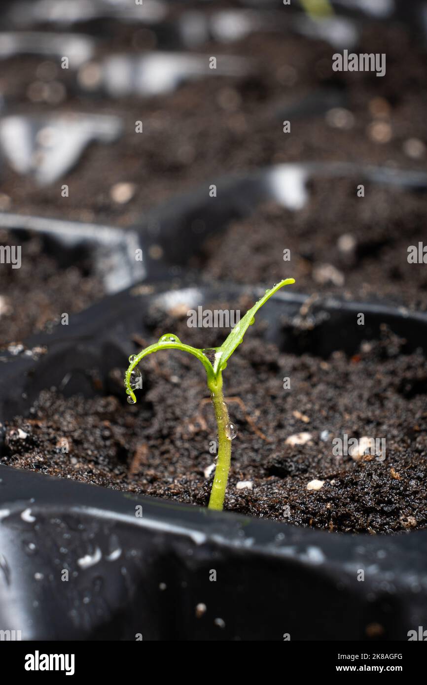 First sprout hi-res stock photography and images - Alamy