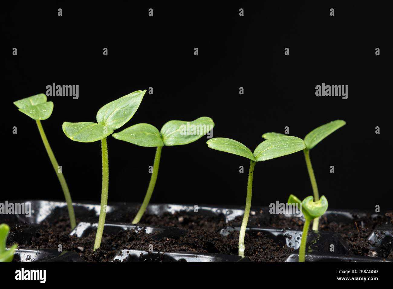 Growing cucumbers from seeds. Step 4 - First Sprouts Stock Photo - Alamy